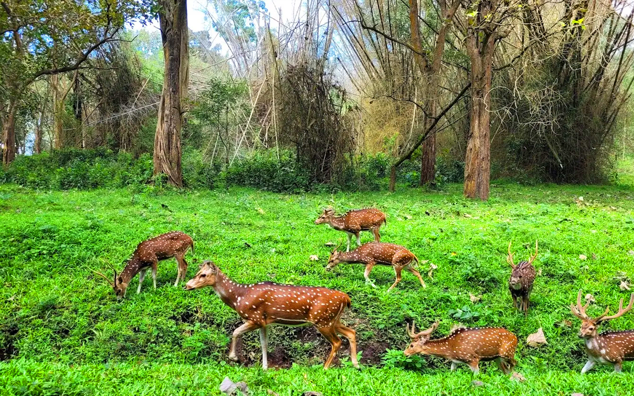 Pollachi To Anamalai Tiger Reserve Wildlife Safari Tour - TripGo India